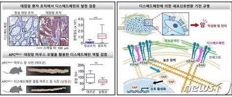 Gist 남정석 교수팀 암전이 새 메커니즘 규명부작용 낮춘 치료제 기대