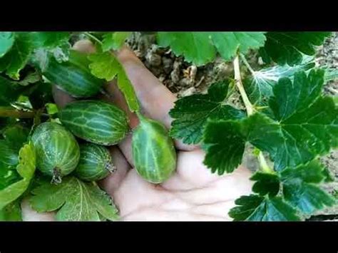 Крыжовник Зеленый бутылочный. Сраснение с ягодами Орфея и Карелесс ...