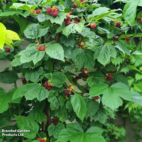 Rubus Hararasp Raspberry Tree Suttons