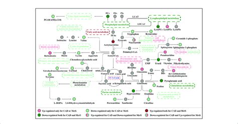 The Cad And Mets Related Altered Metabolic Pathway Network Of The Download Scientific Diagram
