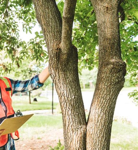 Commercial Tree Inventory Service Bristol Norfolk Middlesex And Plymouth Counties