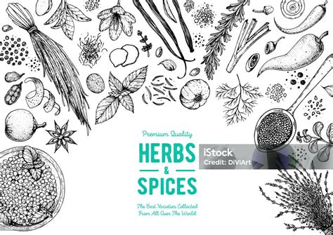 허브와 향신료 손으로 그린 벡터 일러스트레이션 향기로운 식물 손으로 그린 음식 스케치 빈티지 일러스트레이션 카드 디자인 스케치 스타일입니다 향신료와 허브 흑백 디자인