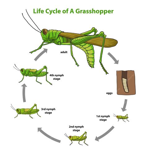 Life Cycle Of A Grasshopper Diagram Premium Vector