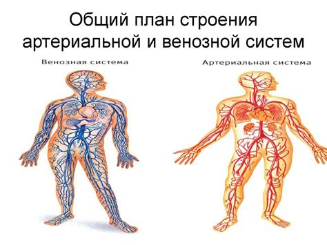 Ангиология Сердечно сосудистая система презентация онлайн