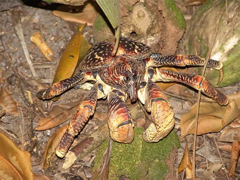 Vibrant Coconut Crab On Forest Floor Natural Habitat Wallpaper
