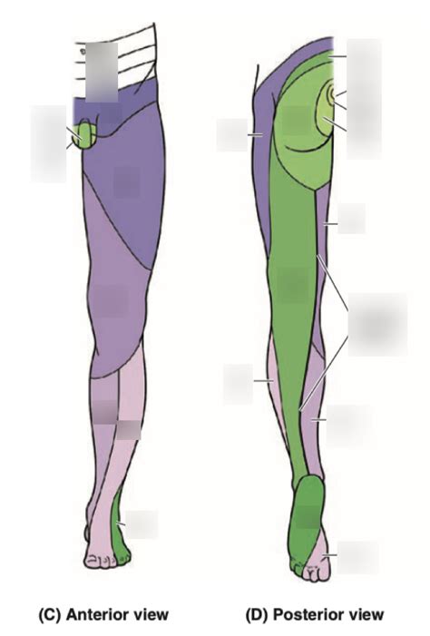 Dermatomes Leg Diagram Patient