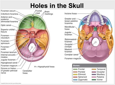 Foramen Spinosum