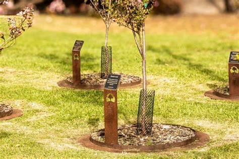 What Is A Memorial Tree A Complete Answer Mornington Green Legacy