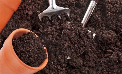 아이비 키우기 화분 선택 및 물주기 분갈이 등 Nofat