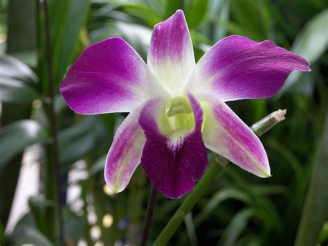 Qué Es La Orquídea La Flor Nacional De Honduras La Orquídea
