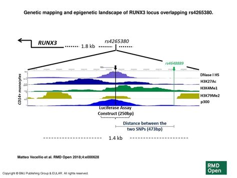 Genetic Mapping And Epigenetic Landscape Of Runx3 Locus Overlapping Rs