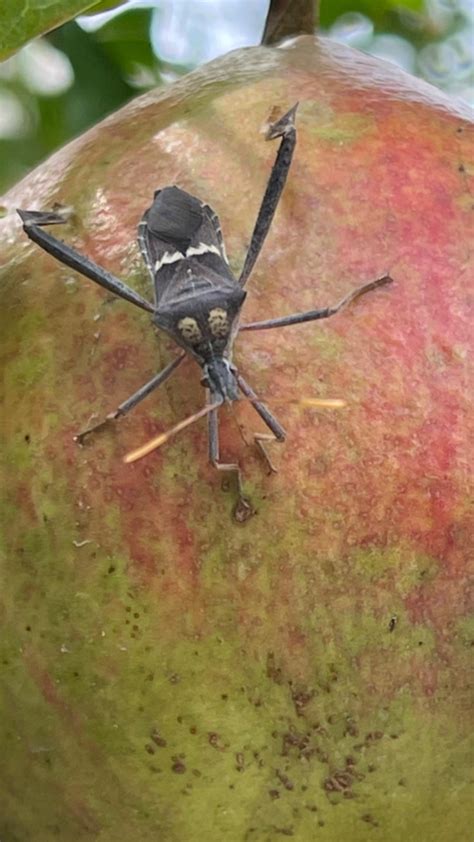 Bug On My Pomegranate Tree… R Bugidentification