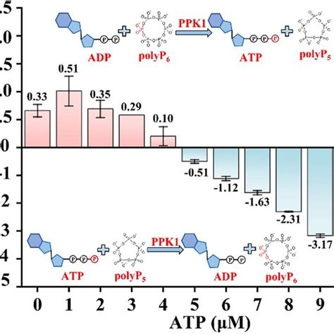 Ppk1 Reversibly Catalyzes The Dynamic Balance Of Adp And Atp The Data