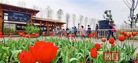 赏花游、红色游、文化游清明假期湖北文旅产品丰富，激发游客出游热情活动景区武汉