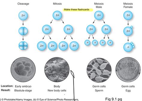 Biology Test 3 Chromosomes Genetics And Cell Division Flashcards Quizlet