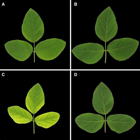 trifoliate leaves of soybean plants sprayed with ebr and exposed to fe download scientific