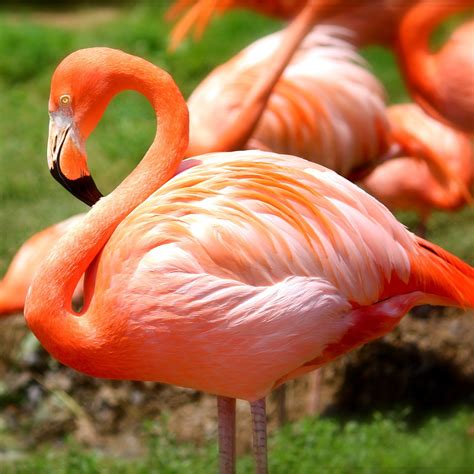 智利紅鶴 動物園の深度探索