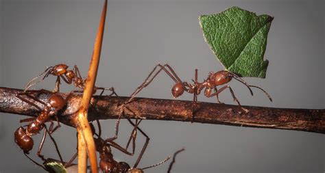 Leaf Cutter Ants Pick Up The Pace When They Sense Rain