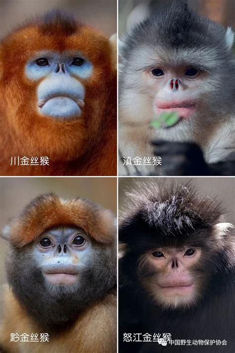 野生世界丨一图看清中国的四种金丝猴长什么样 物种