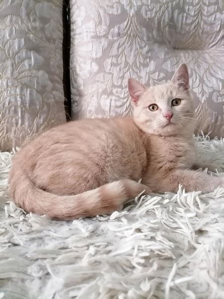 СПб и Ло Ищем дом и ответственных хозяев Плюшевый мальчишка Котёнок