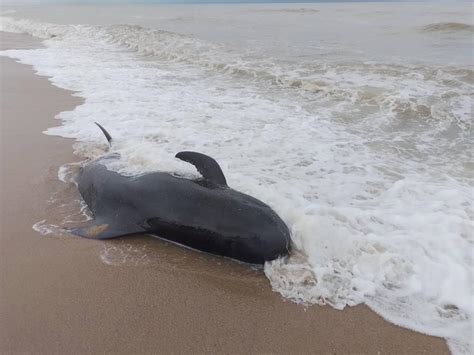 หาชมยาก “วาฬเกยตื้น” ตัวเป็น ๆ ในท่าน่าเอ็นดู ก่อนถูกนำส่งคืนทะเลอย่างปลอดภัย