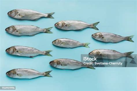 파스텔 블루에 검은 바다 블루 피쉬 텍스트에 대 한 공간을 가진 물고기 패턴입니다 위에서 보기 0명에 대한 스톡 사진 및 기타 이미지 Istock