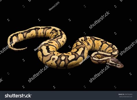 Female Ball Python Python Regius Age Stock Photo Shutterstock