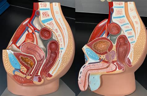 Male Vs Female Urinary System Diagram Quizlet