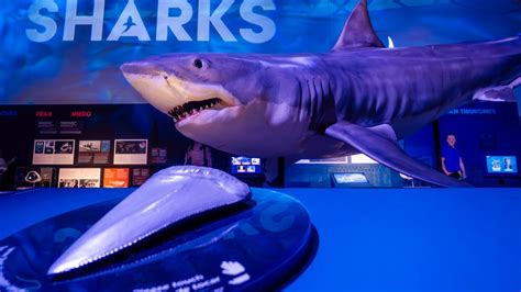 Australian Museums ‘sharks Coming To Exploration Place