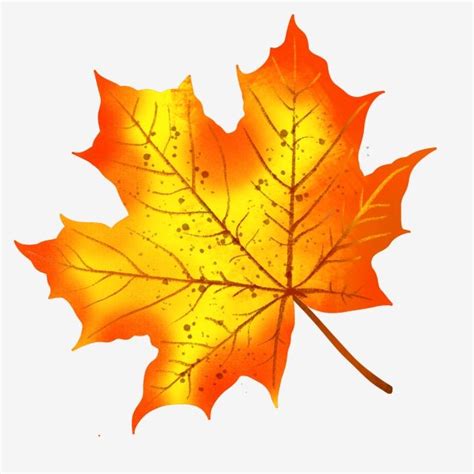 осенью и зимой кленовые листья рисованной растение просто Png осенью и зимой Кленовый лист