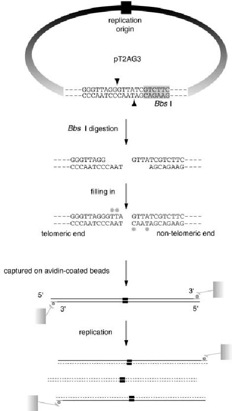 sv40 based in vitro replication system of linear dna with a stretch of download scientific