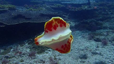 ミカドウミウシのダンス スパニッシュダンサー Hexabranchus sanguineus YouTube