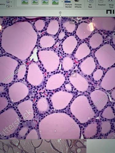 Practical Histology Flashcards Quizlet