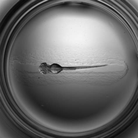 Retrieve Outer Contour Of A Discontinuous Shape Image Analysis Image Sc Forum