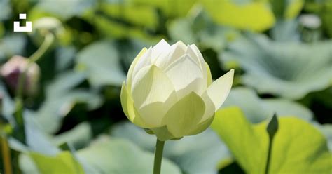 노란 꽃잎 꽃의 초점 사진 사진 Unsplash의 무료 블루 로터스 워터 가든 이미지