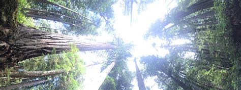 abstractive summarization for data augmentation by aaron briel towards data science