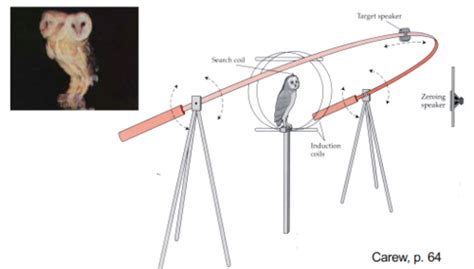 Lecture 6 And 7 Prey Localization In Barn Owls Flashcards Quizlet