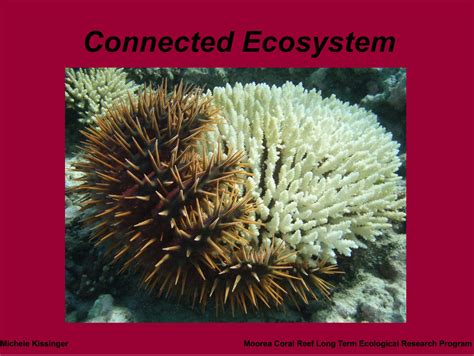 Marine Ecosystem Interconnectivity Game Big Blue Network