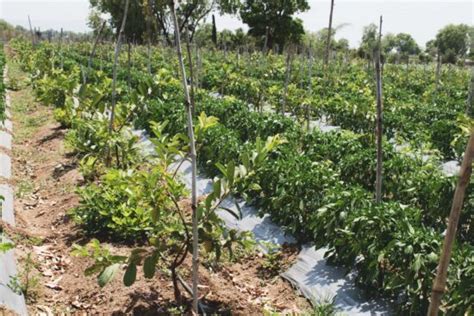 The Pros And Cons Of Intercropping And How To Make It Work For You