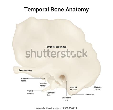 Temporal Bone Anatomy Ppt