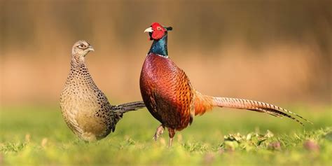 Spiritual Meaning Of Pheasant Crossing Your Path Raising Quail