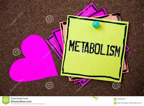 Text Sign Showing Metabolism Conceptual Photo Chemical Processes In Body To Produce Energy Food
