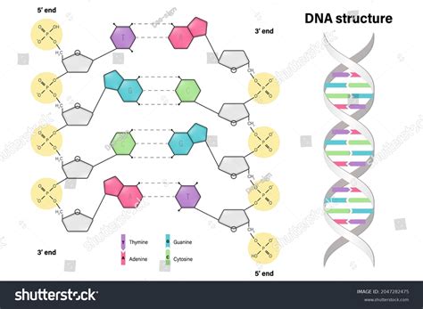 Structure Dna Deoxyribonucleic Acids Nitrogenous Base Stock Vector
