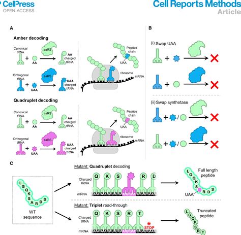 Figure 1 From Development Of Mammalian Cell Logic Gates Controlled By