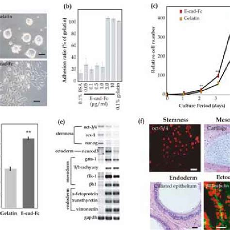 Components Of Stem Cell Microenvironment That Determine Cell Fate Stem Download Scientific