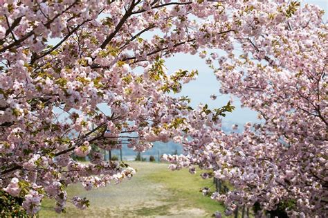 おすすめ桜スポット
