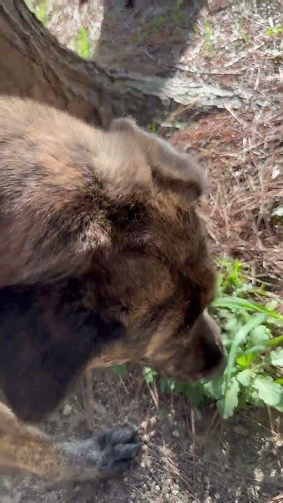 내가 염소를 키우고 있었나 Youtube