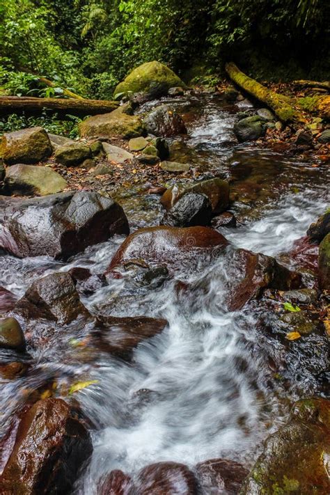 River With The Tree Trunk Stock Image Image Of Beautiful 96742895