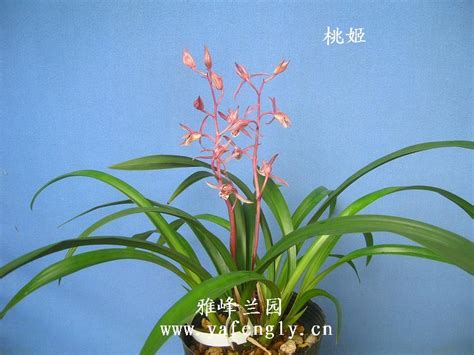 竹叶兰花图片大全大图 的竹节兰花图片 竹叶兰图片品种及图片 大山谷图库