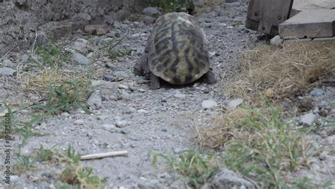 Sexual Act Of The Turtles Stock Video Adobe Stock